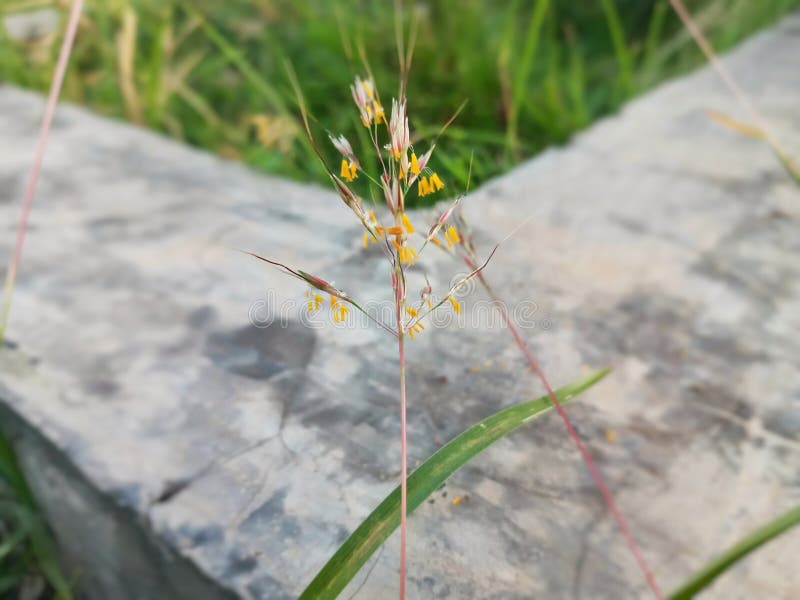 Selective Focus of Chrysopogon Flower Plant in Front of Cement Surface ...