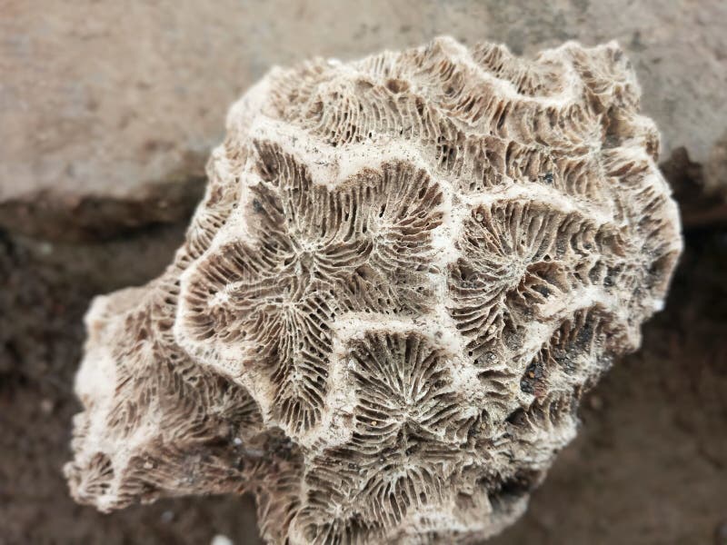 Close up Fossil fish stock image. Image of evolution - 63558527