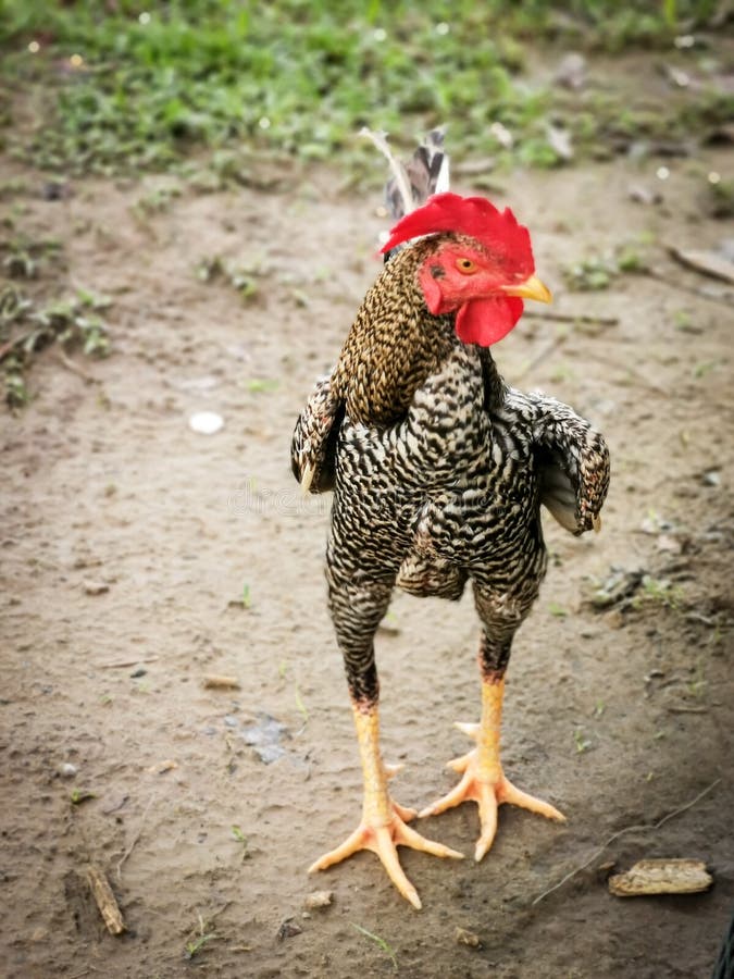 Selective Focus Close Up Portrait with Noise Effect of a Rooster. Stock ...
