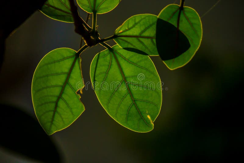 Subsurface Scattering Stock Photos - Free & Royalty-Free Stock Photos ...