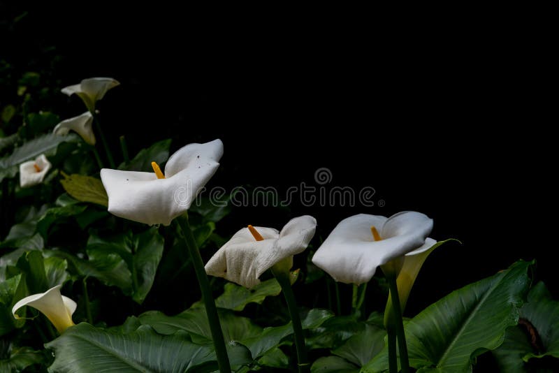White Calla Lillys in Nature Stock Image - Image of abstract, lilly ...