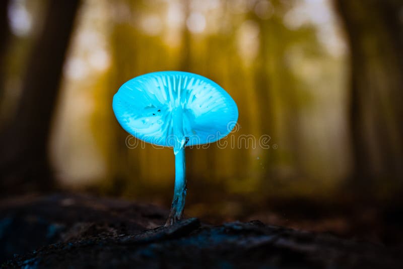 Blue Mushroom stock photo. Image of spore, stalk, zealand - 44630022