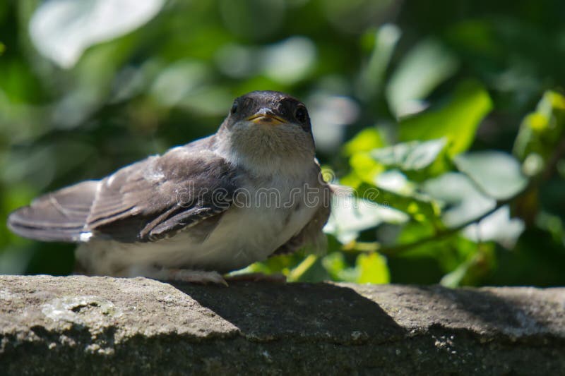 Selective Focus Closeup of a Brown-chested Martin Bird Perched on a ...