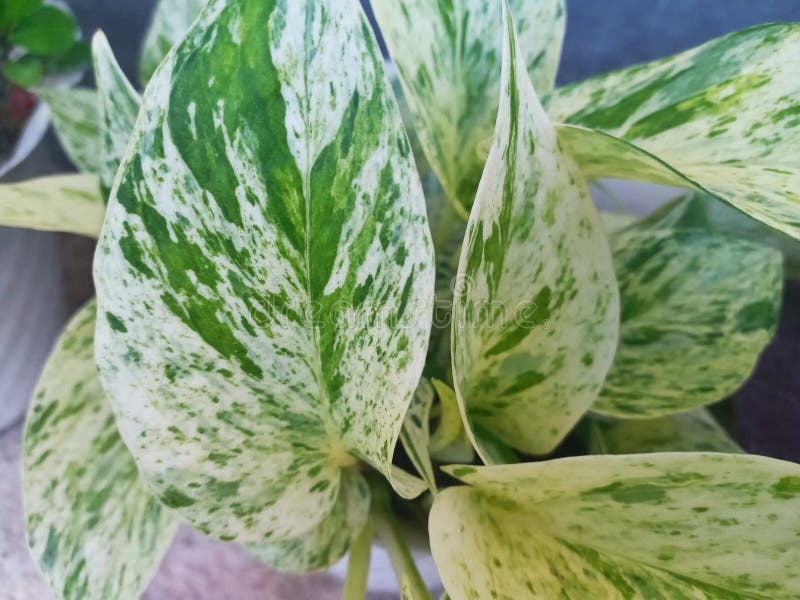 Selective Focus and Closeup of Marble Queen Pothos White Leaf Flower ...