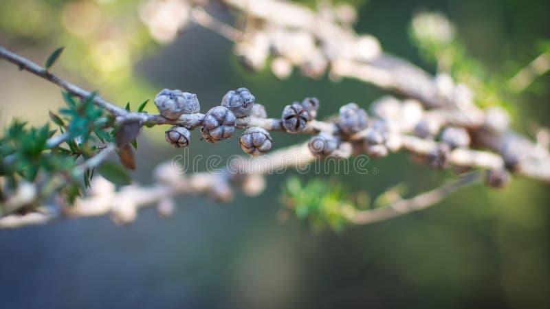 Selective Focus of Closeup of Multiple Unique Circular Shaped Seeds ...