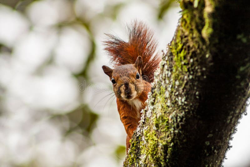 Selective Focus Closeup of a Red Tailed Squirrel Behind a Tree Stock ...
