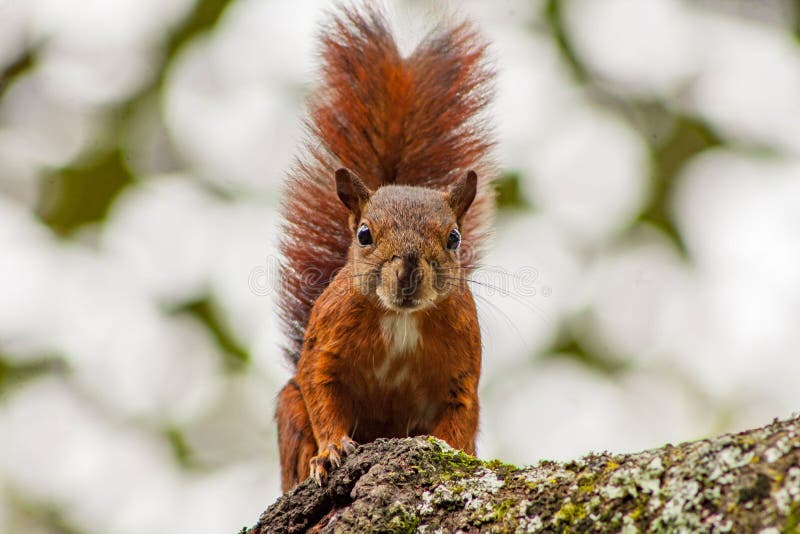 Selective Focus Closeup of a Red Tailed Squirrel Behind a Tree Stock ...