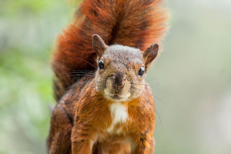 Selective Focus Closeup of a Red Tailed Squirrel Stock Image - Image of ...