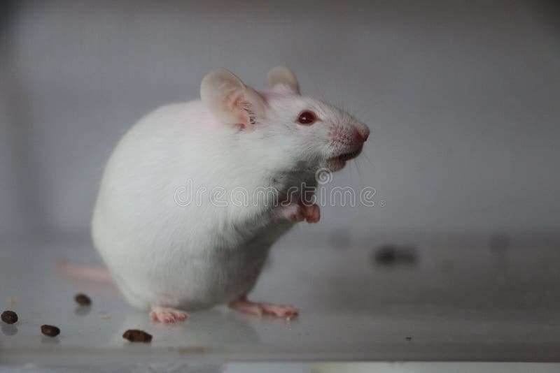Selective Focus Closeup Shot of an Albino Mouse Stock Image - Image of ...