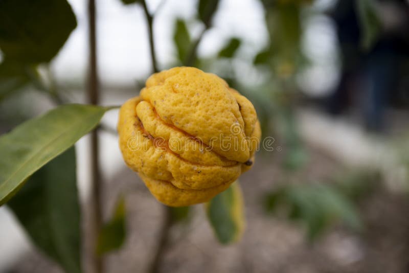 Selective Focus Closeup Shot of a Deformed Lemon on a Tree Stock Photo ...