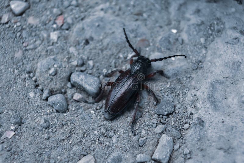 Selective Focus Closeup Shot of an Insect Called Root Borer Beetle on ...