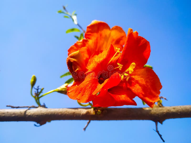 Rohida Stock Photos - Free & Royalty-Free Stock Photos from Dreamstime