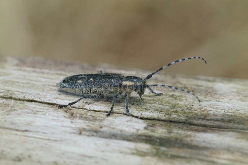 Selective Focus Closeup of a Small Poplar Borer Beetle on a Tree Stump ...