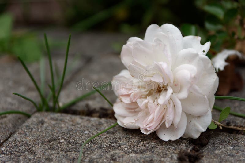 Selective Focus Closeup of a White Rose Flower Fallen on the Ground ...
