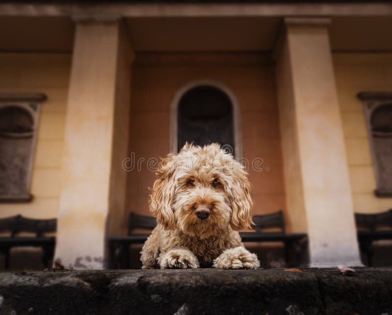 Selective Focus of a Cockapoo Dog in Front of a Building Stock Photo ...