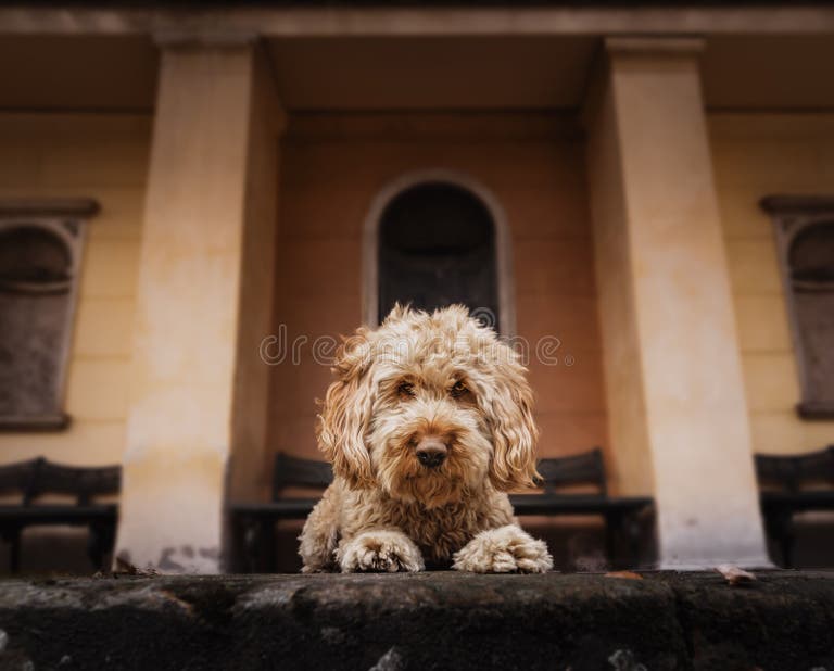 Selective Focus of a Cockapoo Dog in Front of a Building Stock Photo ...