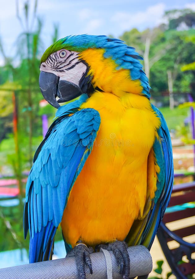 Selective Focus Colorful Macaw Parrot Standing on Stainless Steels ...