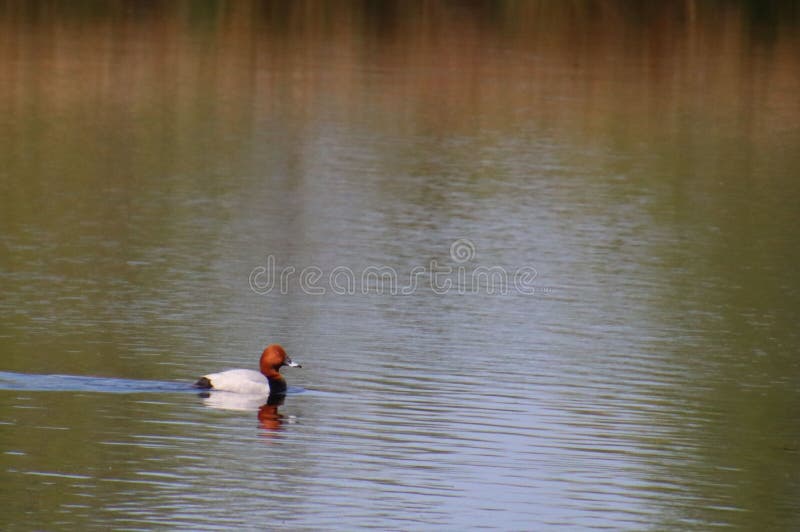 Selective Focus of a Common Pochard Duck Swimming on a Pond Stock Image ...