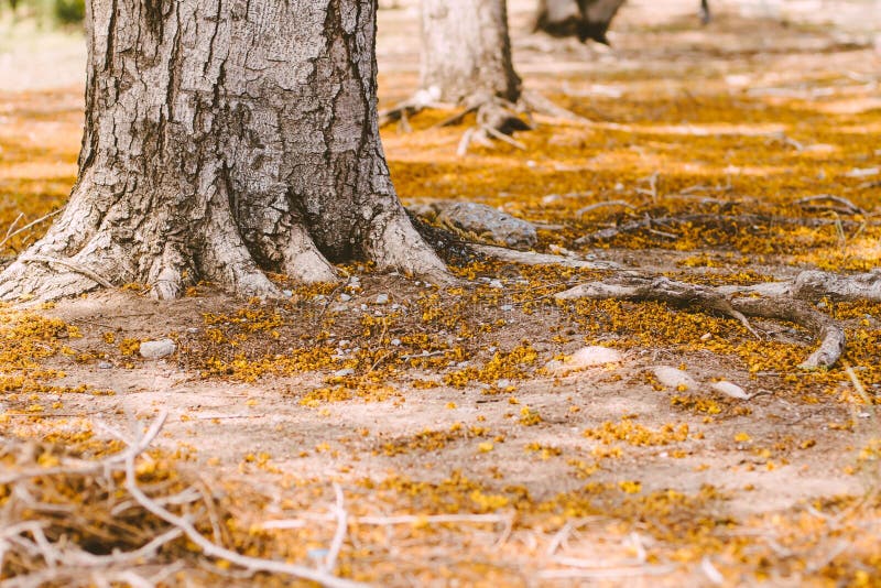 Selective Focus Complex Above Ground Root System of a Tree Surrounded ...