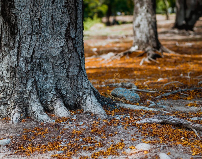 Selective Focus Complex Above Ground Root System of a Tree Surrounded ...