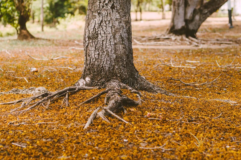 Selective Focus Complex Above Ground Root System of a Tree Surrounded ...