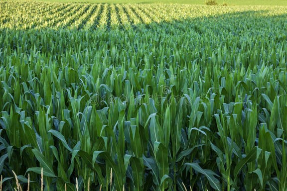 Selective Focus of Cornfield Close Up with Rows of Corn in the ...