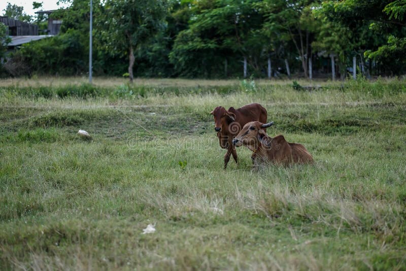 Selective Focus of a Cow that Stands on the Meadow Stock Image - Image ...