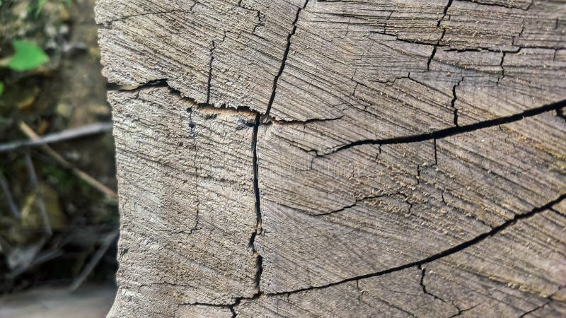 Selective Focus on Crack Marks of a Wooden Tree Trunk Stock Photo ...