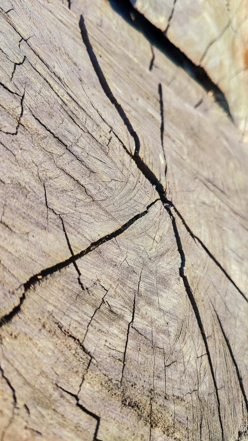 Selective Focus on Crack Marks of a Wooden Tree Trunk Stock Image ...