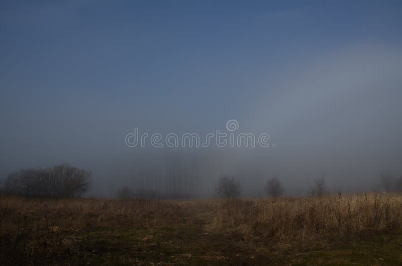 Selective Focus of a Creepy and Foggy Field with Trees- Great for ...