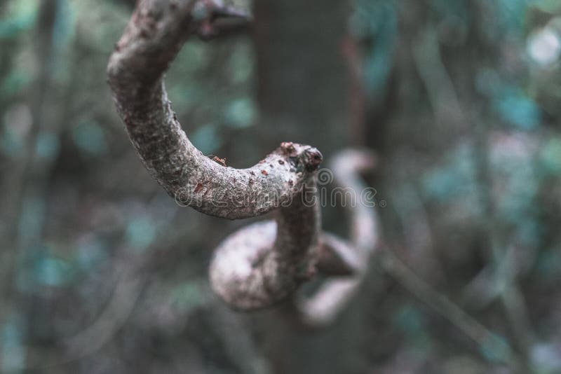 Selective Focus of a Crooked Tree Branch Stock Photo - Image of blurry ...
