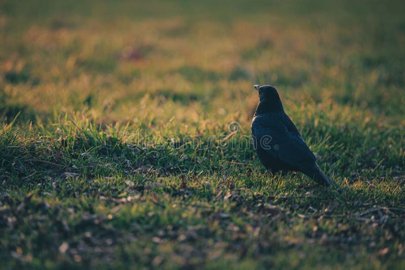 Selective Focus of a Crow Standing in a Lush Green Field of Grass Stock ...