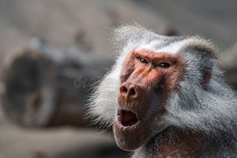 Selective Focus of a Cute Baboon Monkey with an Amazed Face Expression ...