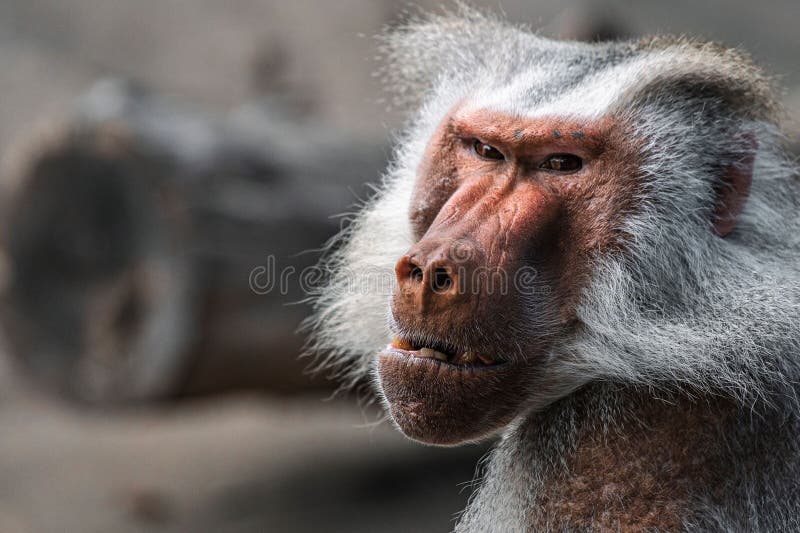 Selective Focus of a Cute Baboon Monkey in Its Habitat Stock Photo ...