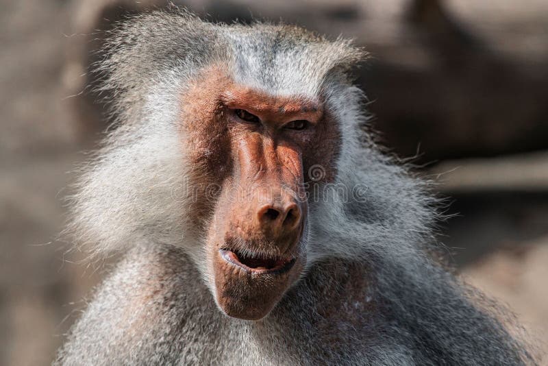 Selective Focus of a Cute Baboon Monkey Smiling in Its Habitat Stock ...