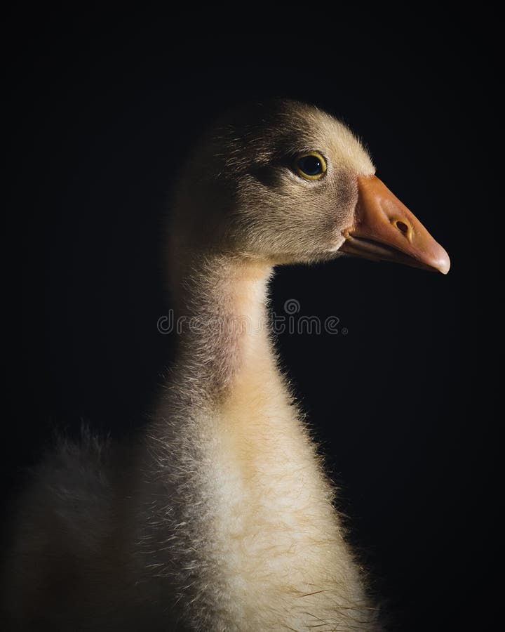 Selective Focus of a Cute Black Eyed Yellow Duck Isolated on a White ...
