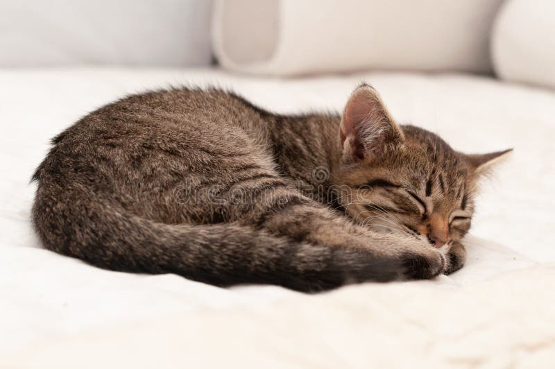 Cute Brown Tabby Cat Curled Up Into A Ball And Napping On White Blanket ...