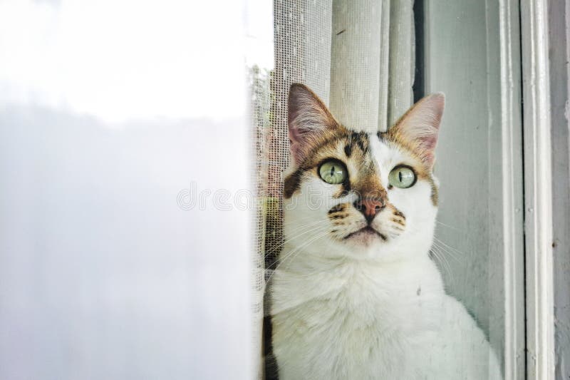 Adorable Cat Looking Outside Stock Photo - Image of beautiful, white ...