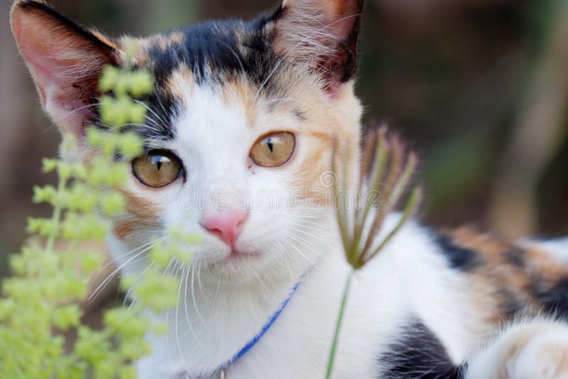 In Selective Focus a Cute Kitty Cat Playing with Wild Flower in a Field ...