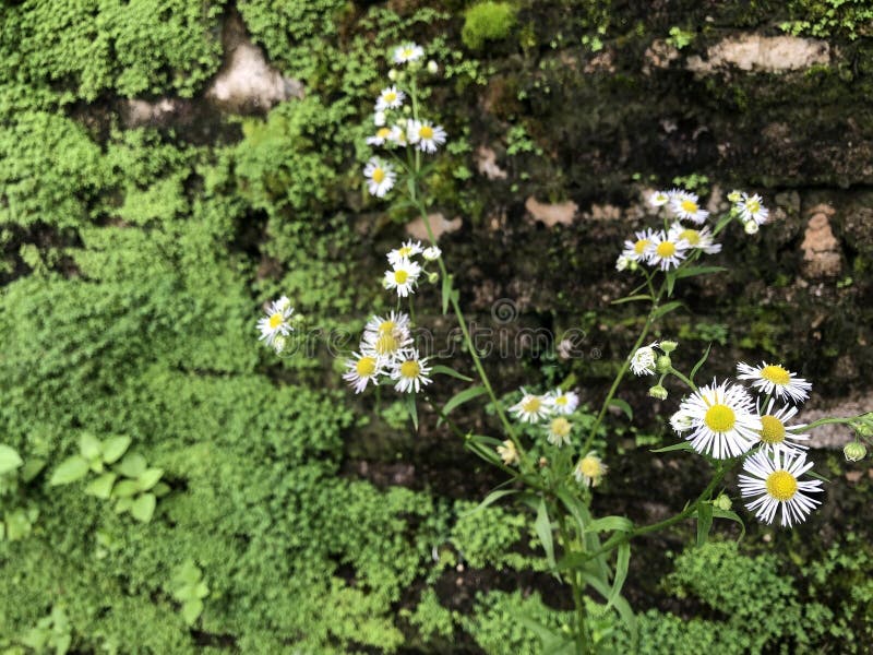 Green Moss Wall and the White Daisy Flower Stock Photo - Image of moss ...
