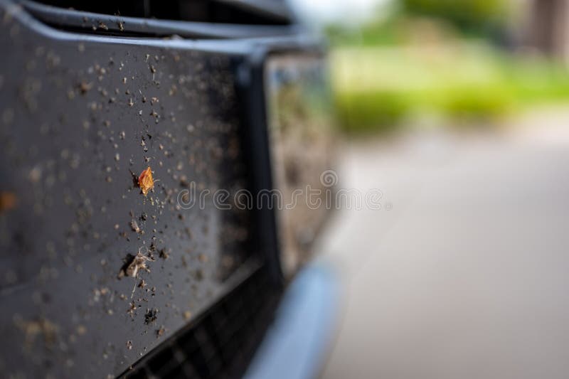 Selective Focus on Dead Bugs Splattered To the Front Grill and Plates ...