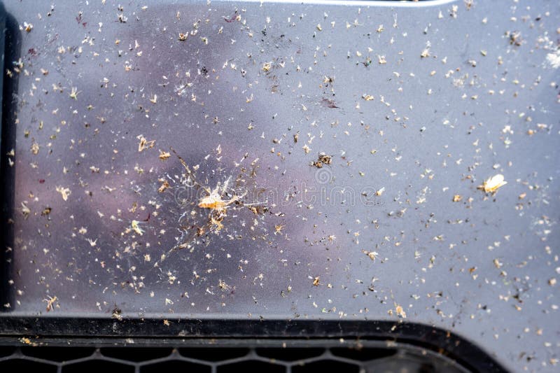 Selective Focus on Dead Bugs Splattered To the Front Grill and Plates ...