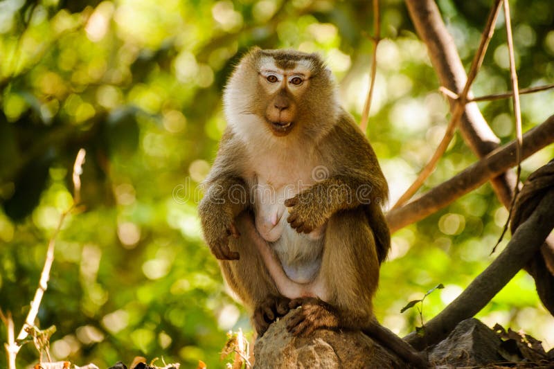 Selective Focus with Depth of Field Monkey Looking into the Camera ...