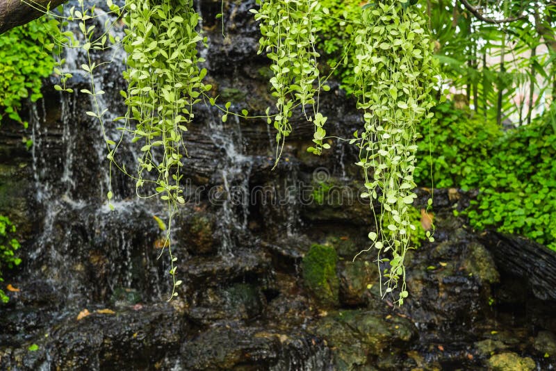 Selective Focus Dischidia Tree Against Waterfall Background,Beautiful ...