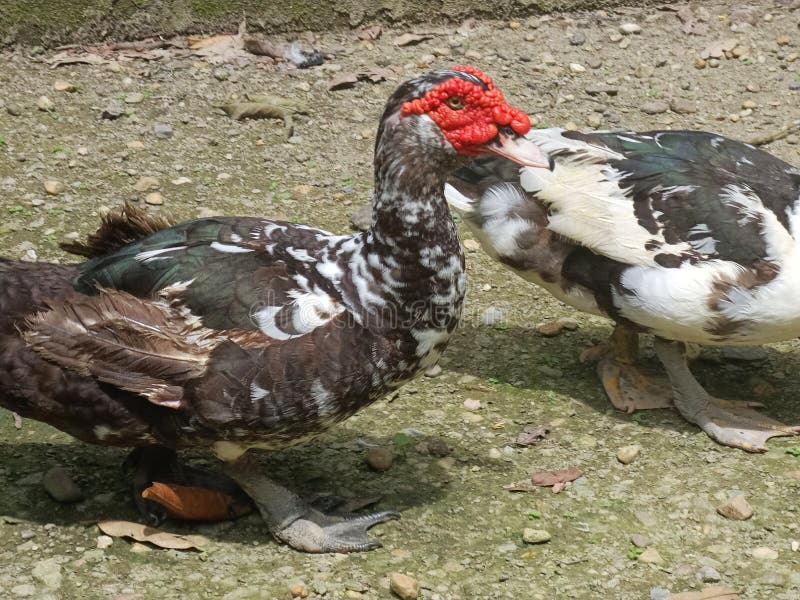 Selective Focus of a Domestic Duck Stock Photo - Image of feather ...
