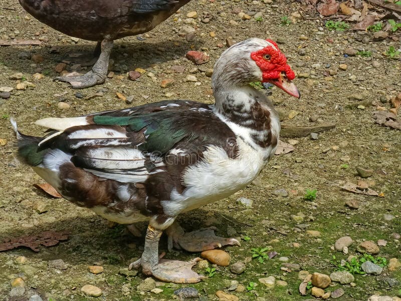 Selective Focus of a Domestic Duck Stock Image - Image of livestock ...