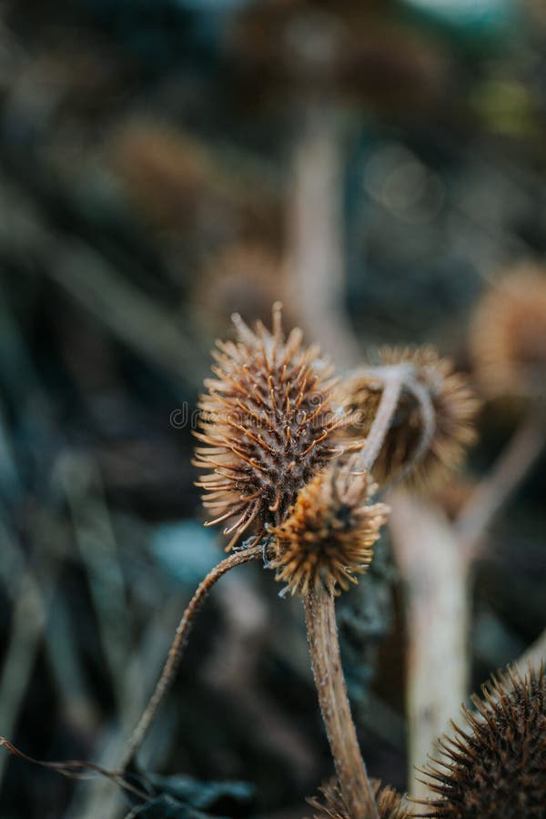 Selective Focus of Dried Common Teasel on a Field Against a Blurred ...