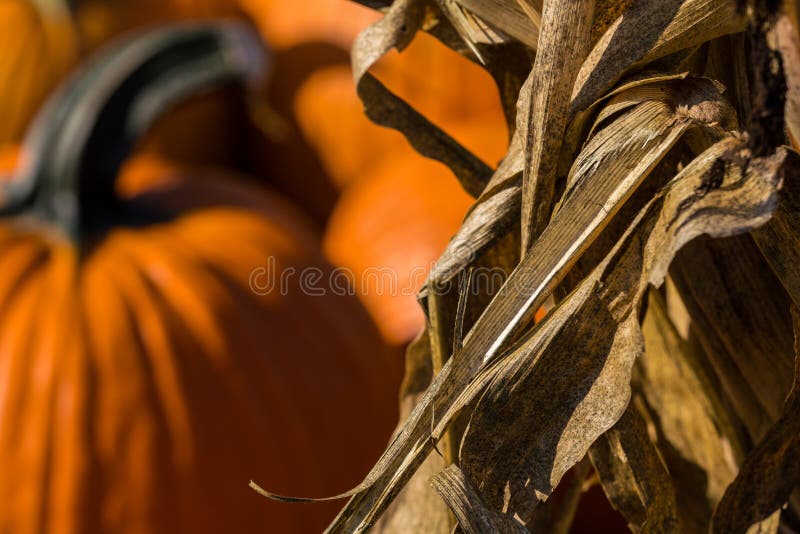 Selective Focus Dried Corn Stalks with Pumpkins Stock Photo - Image of ...