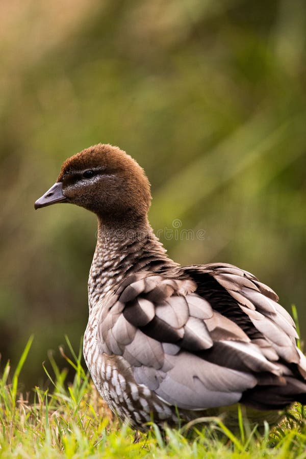 Selective Focus of a Duck in Australia Stock Photo - Image of creature ...