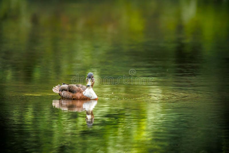 Selective Focus of a Duclair Duck Swimming in a Lake Stock Photo ...